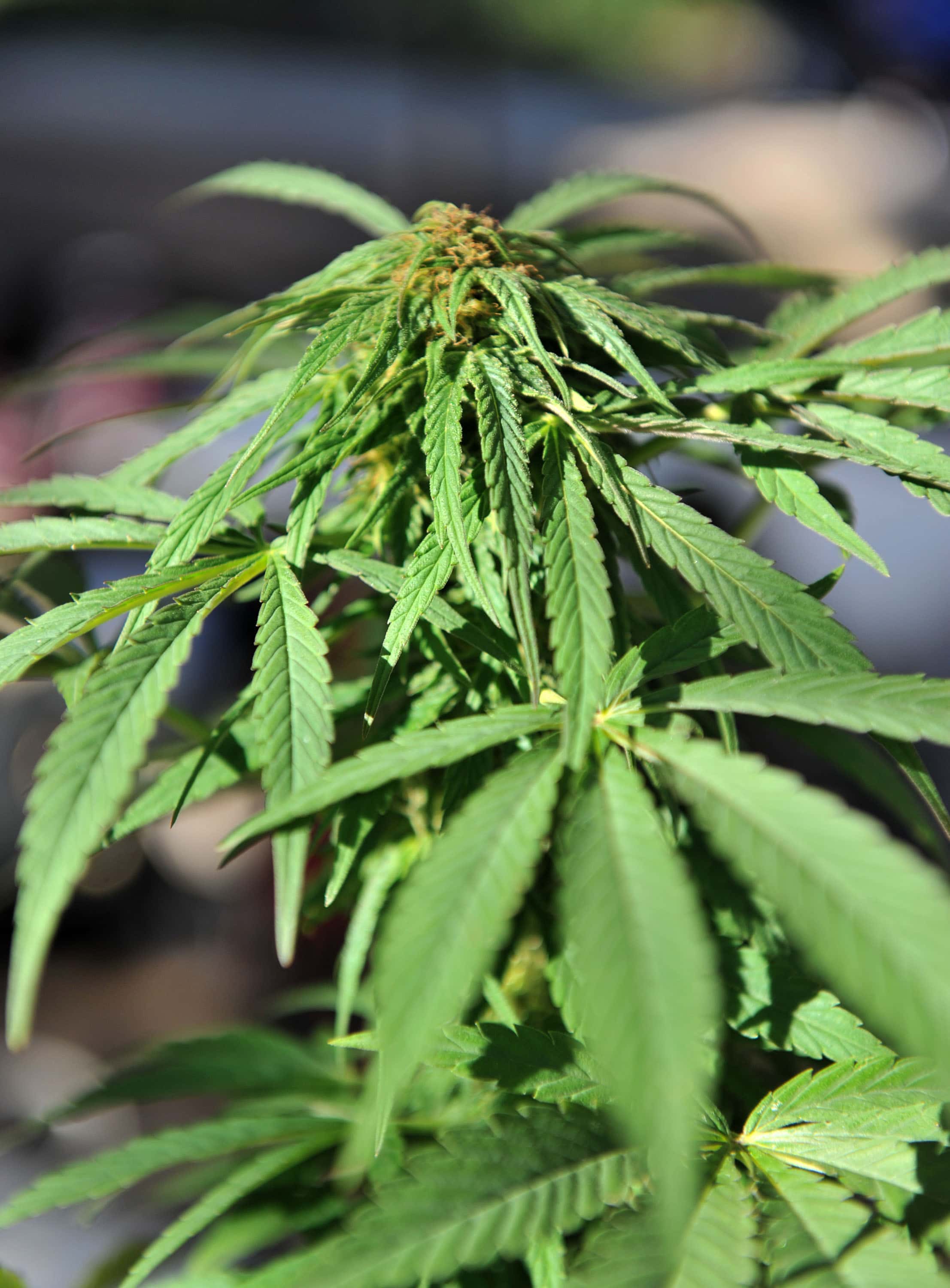 First Indiana Pro-Marijuana Decriminalization Bill Gets Hearing