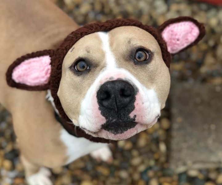 "Priceless" Adoption Event Celebrates Upcoming Eclipse