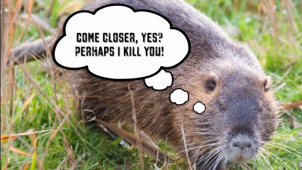 CDC Warns of Aggressive Rodents of Unusual Size - WIBC 93.1 FM