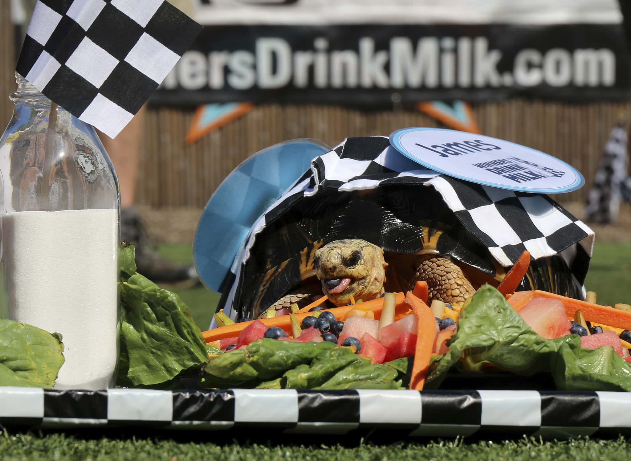 Zoopolis 500: James The Tortoise Takes The Checkered Flag - WIBC 93.1 FM