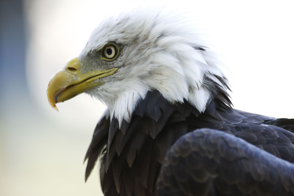 Bald Eagle Shot, Killed in Vigo County - WIBC 93.1 FM