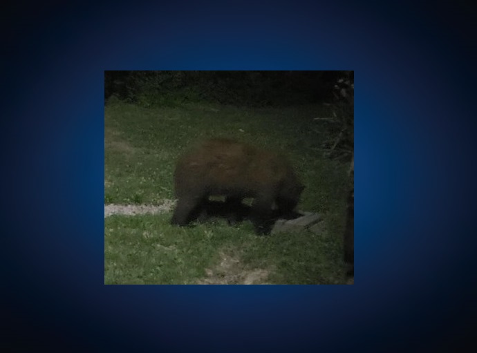 Black Bear Spotted in Southern Indiana - WIBC 93.1 FM