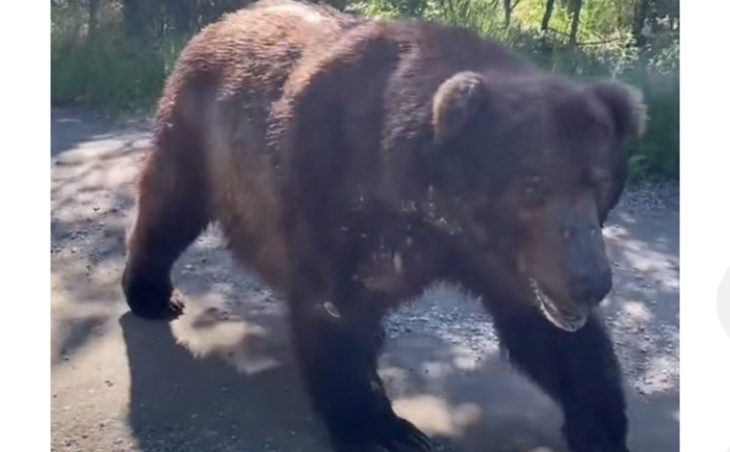 WATCH: Man Utters Three Simple Words During Surprise Encounter With ...