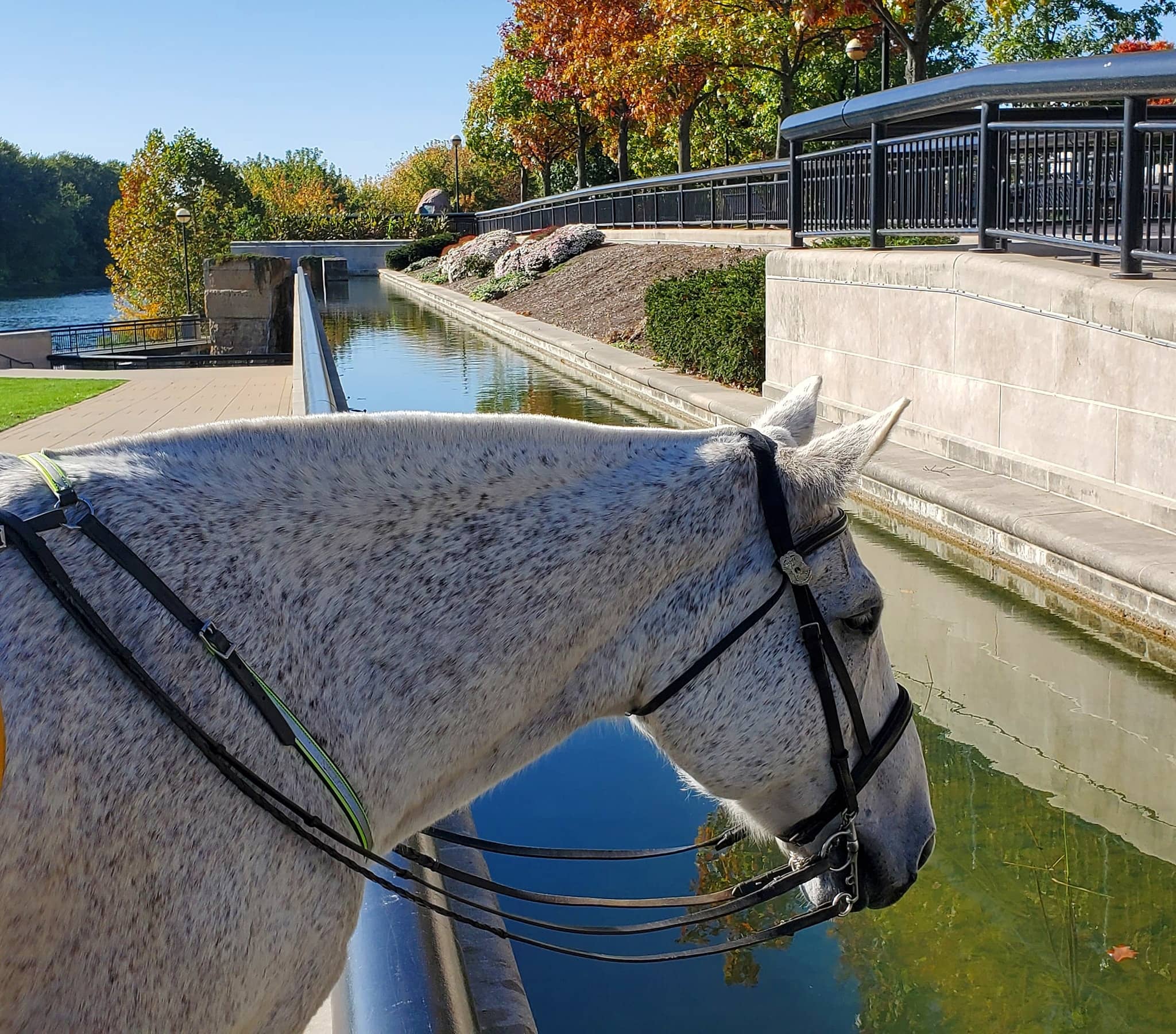 IMPD To Host Retirement Ceremony For Police Horse - WIBC 93.1 FM