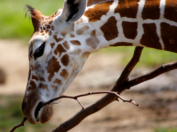 "Animals and All That Jazz" Returns to the Indianapolis Zoo