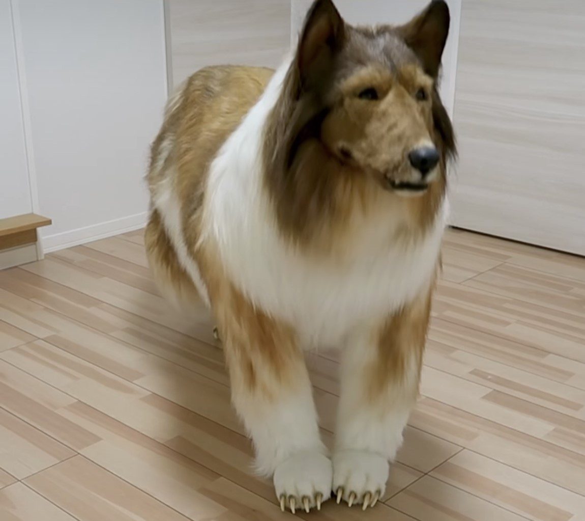 Japanese Man Spends $13K To Transform Into Collie
