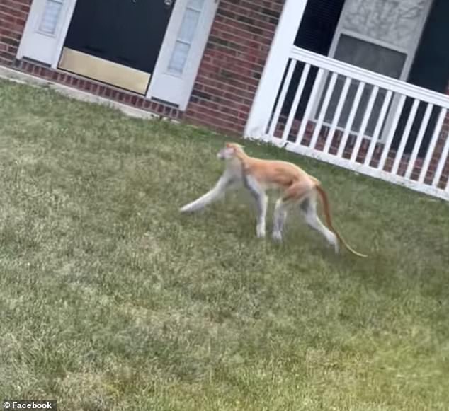 Monkey Captured After Being on the Loose in Indianapolis