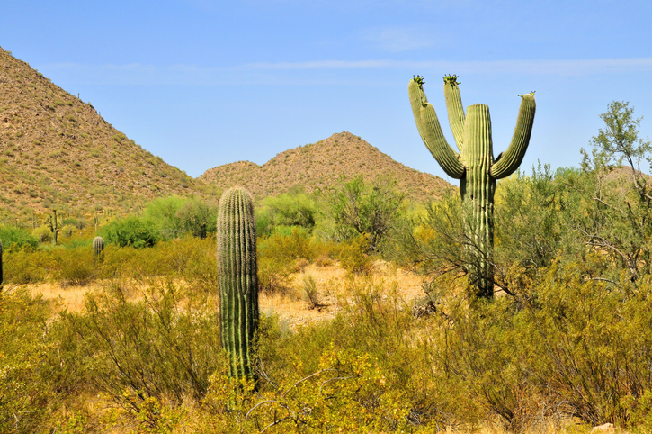Momo the Irvington Monkey escapes because he cannot find food in the ...