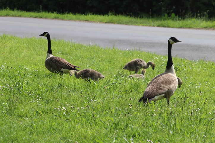 Dates Announced for 2024-25 Migratory Bird Hunting Season
