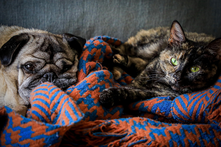 Why Are We Talking About Cats And Dogs When It's The People Of ...