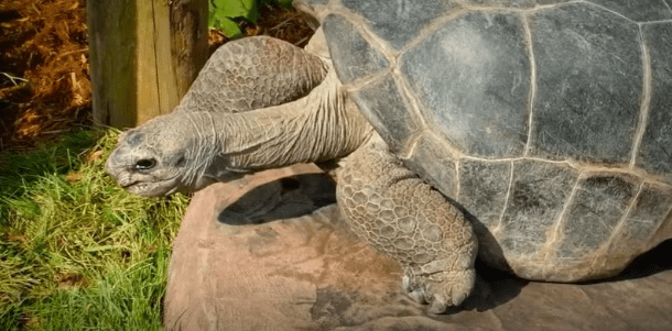 Indianapolis Zoo Welcomes Giant Tortoises to New Exhibit